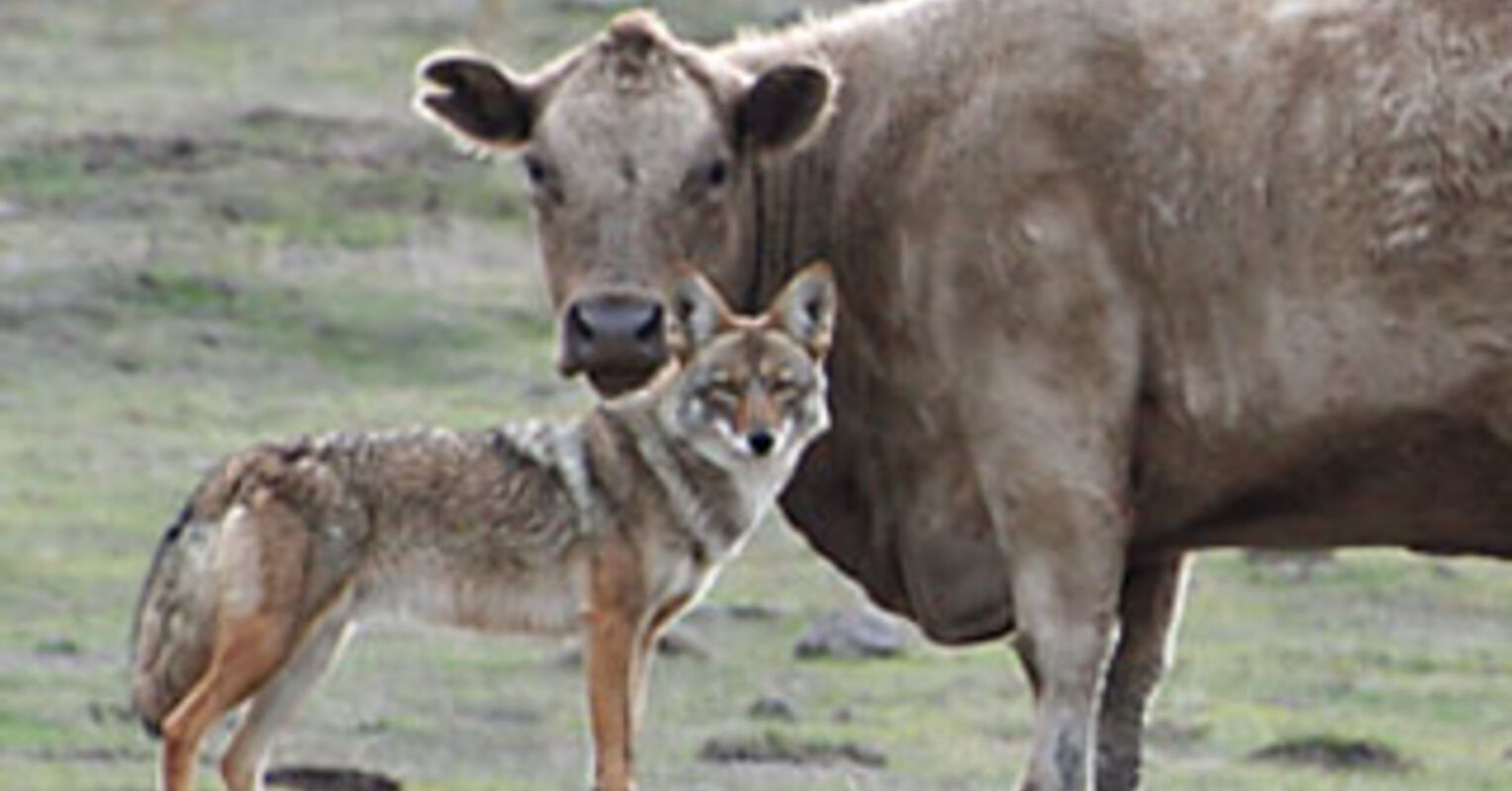 Project Coyote Stands for Compassion and Coexistence | Psychology Today