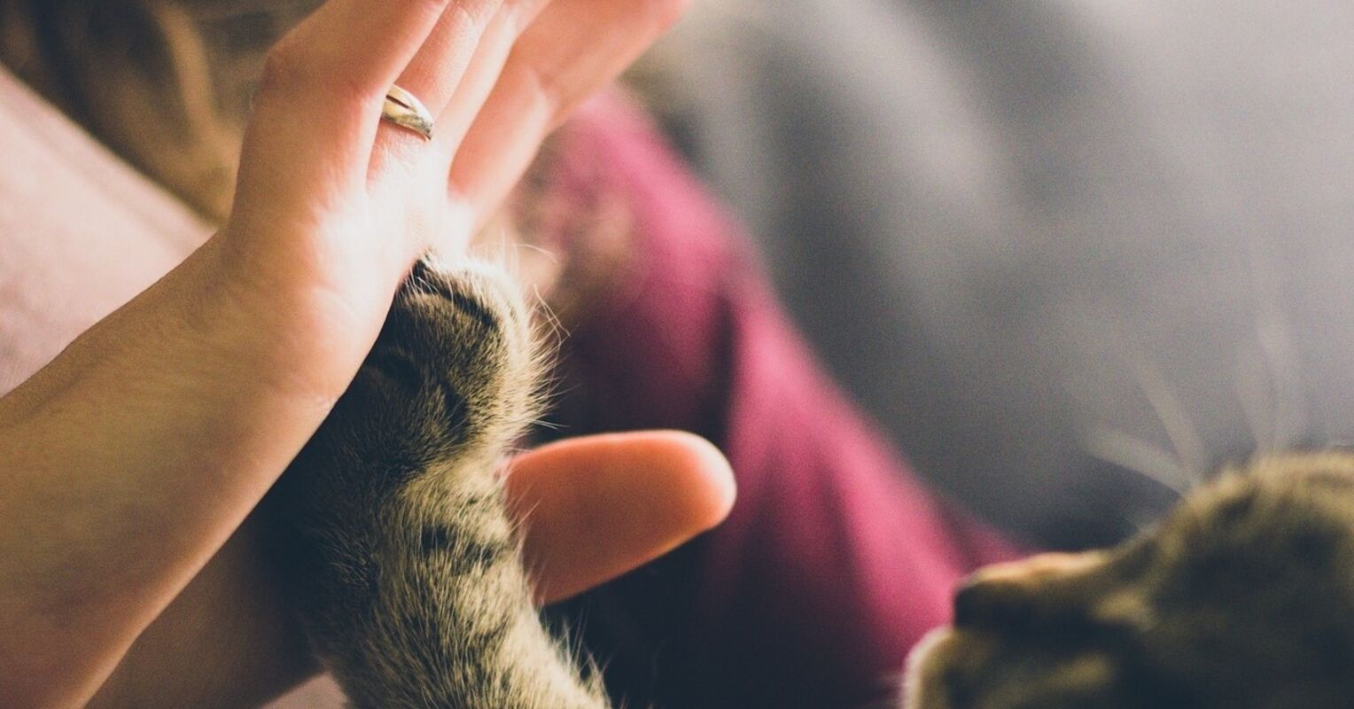 Is Your Cat Left-Handed? | Psychology Today Canada