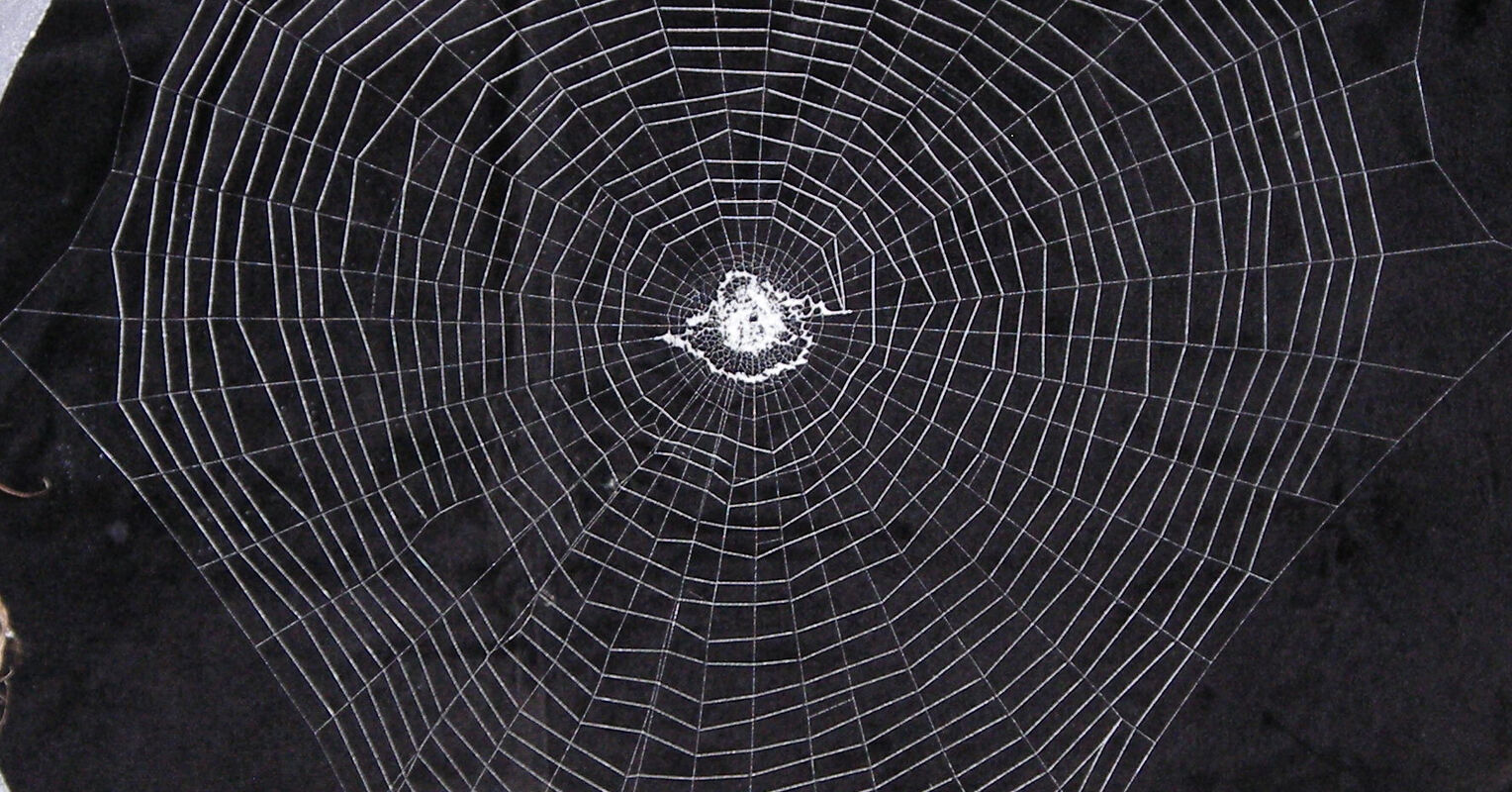 Do Spiders Think? | Psychology Today