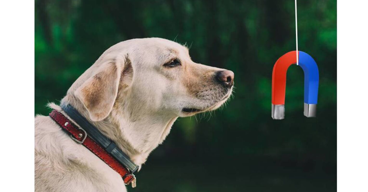 Do Dogs Have a Sixth Sense? | Psychology Today