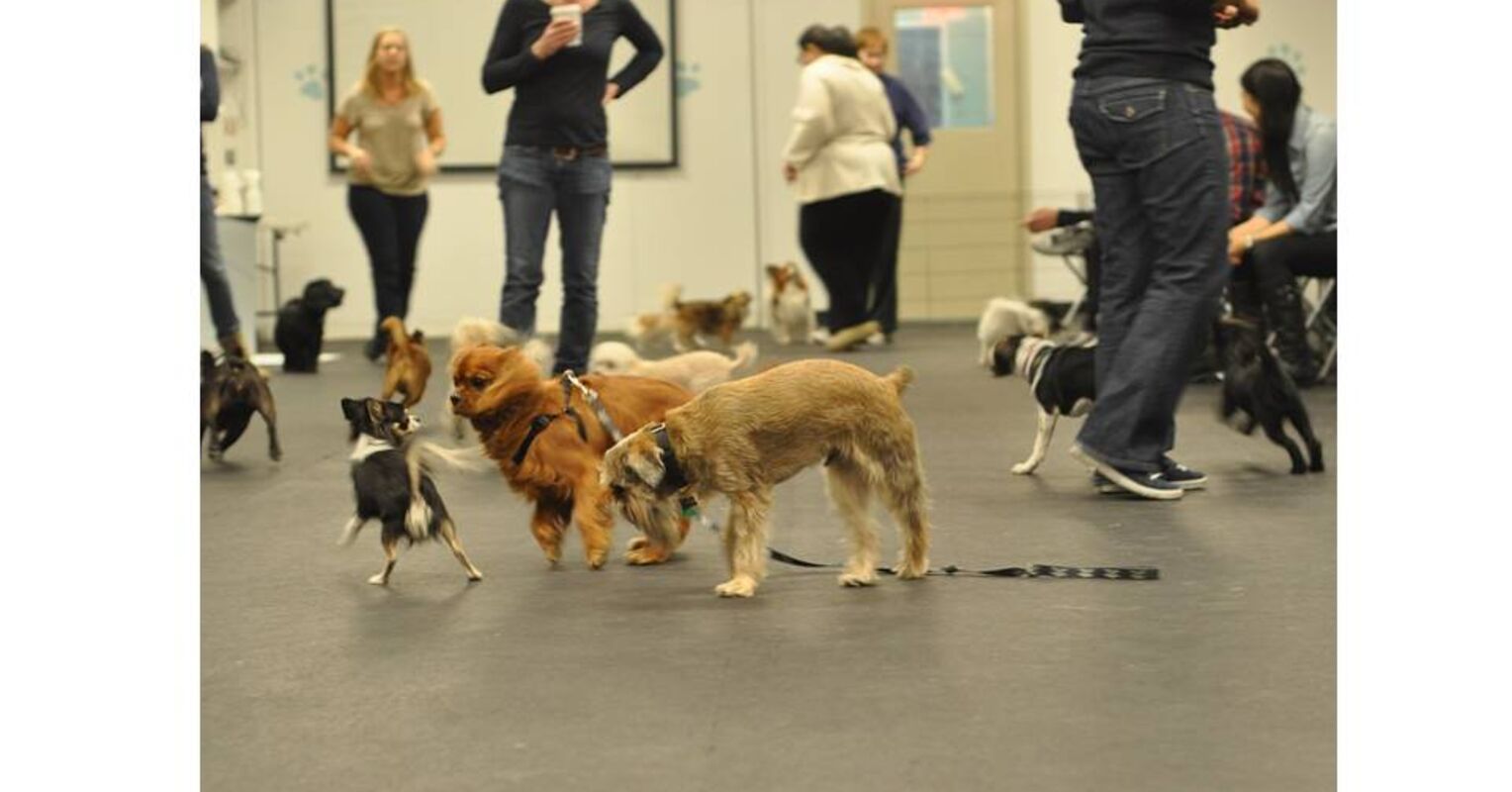 Do Puppy Classes Have an Effect on Later Dog Behavior? | Psychology Today