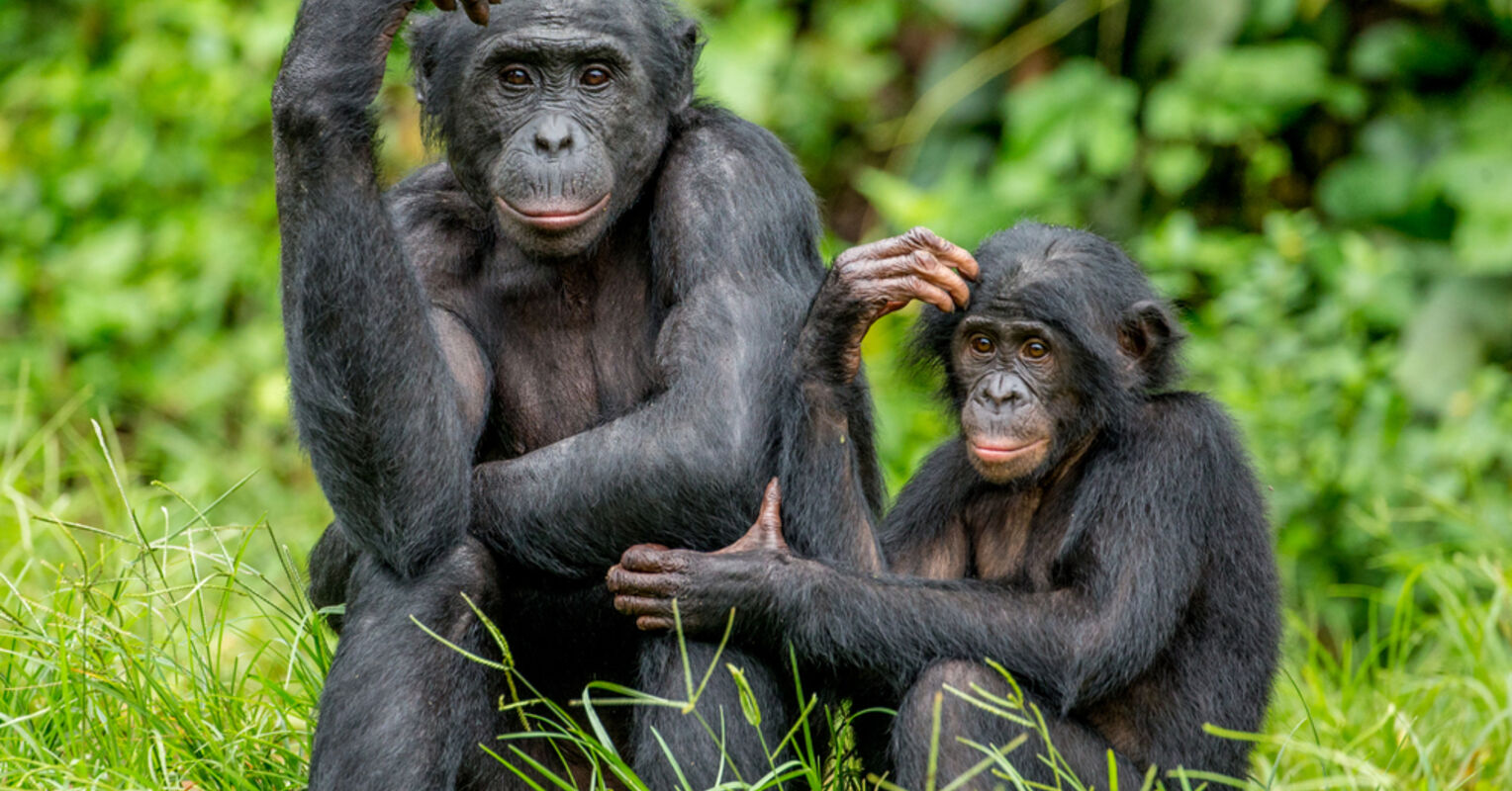 7 Things Bonobos Can Teach Us About Love and Sex | Psychology Today UK