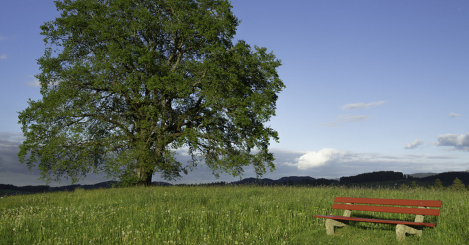 How Much Time in Nature Is Needed to See Benefits? | Psychology Today UK