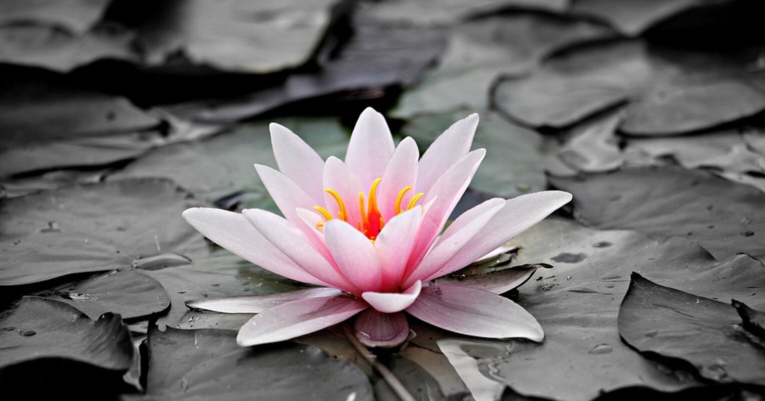 Equanimity: The Key to Happiness | Psychology Today