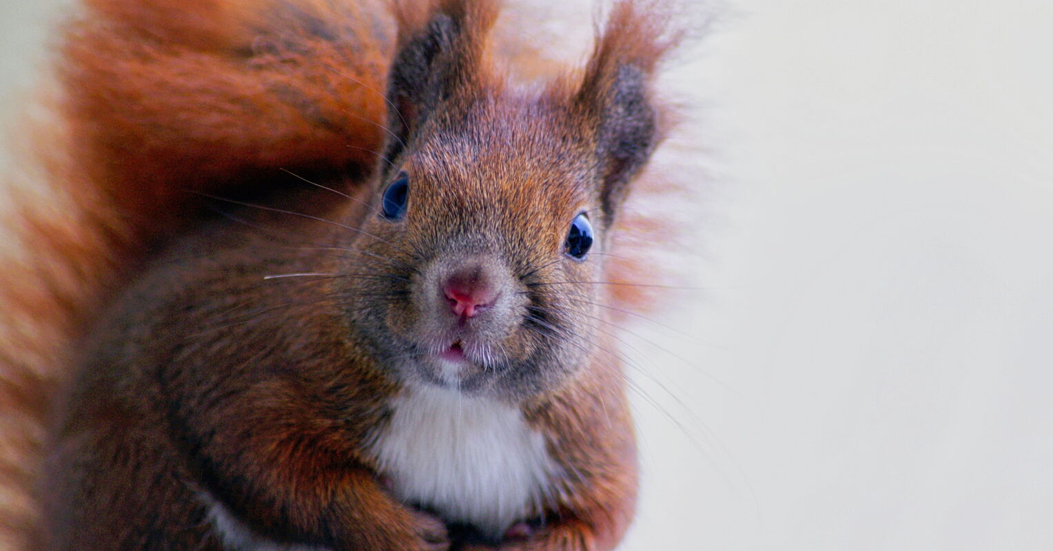 Self-Preservation: A Parenting Lesson from Squirrels | Psychology Today