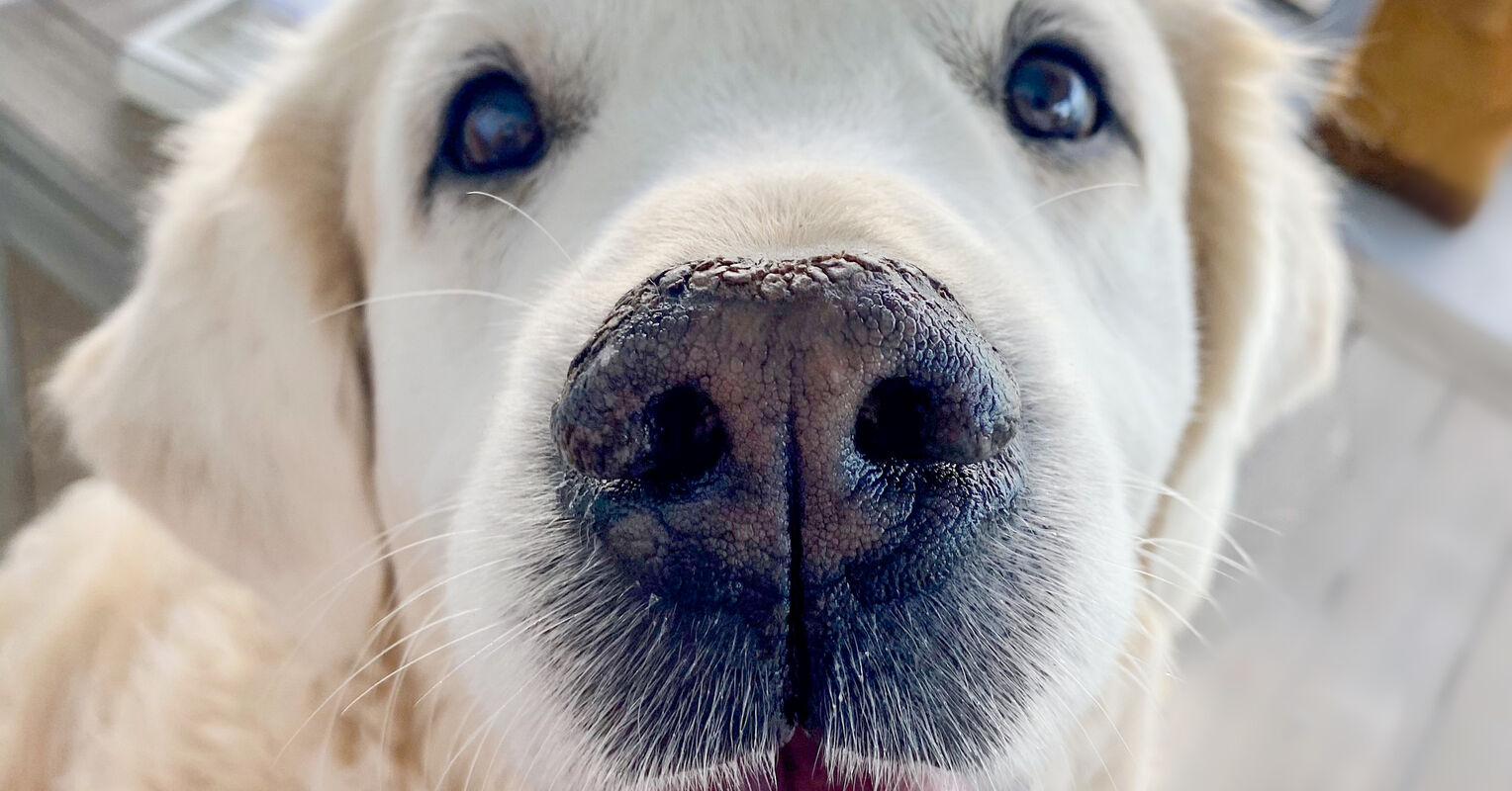 Looking at Pictures of Dogs Improves Well-Being | Psychology Today Canada