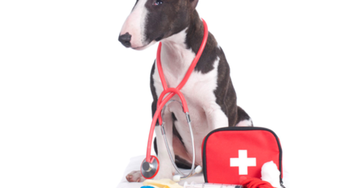 Why Has the “Pet Effect” Meme Spread So Rapidly? | Psychology Today UK