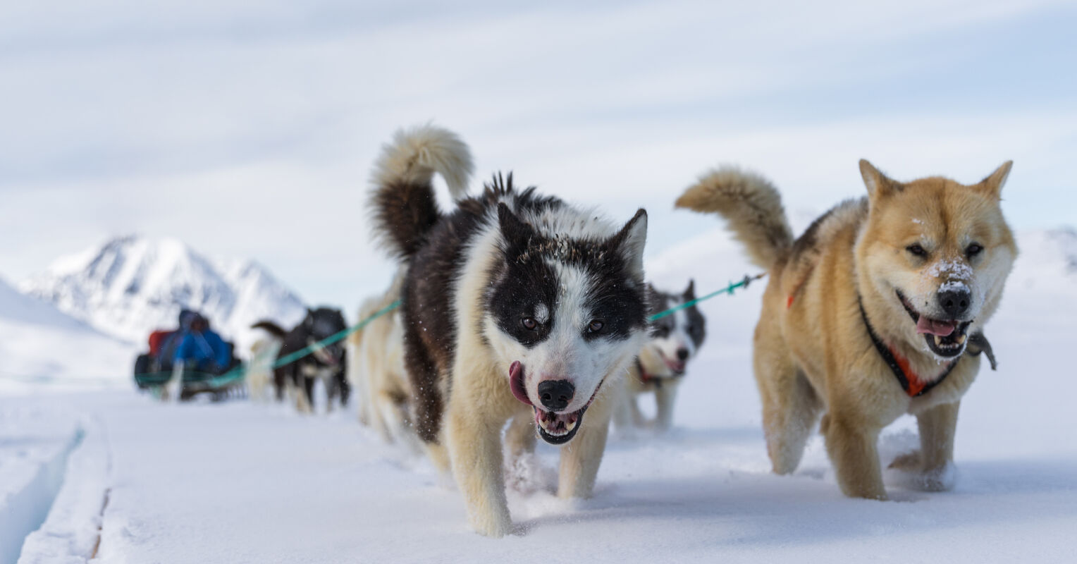 The Evolution of Sled-Dogs | Psychology Today