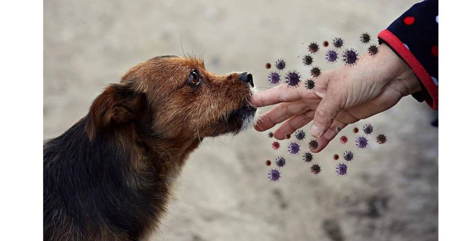 Dogs Can Detect Covid-19, and We Need Their Help | Psychology Today