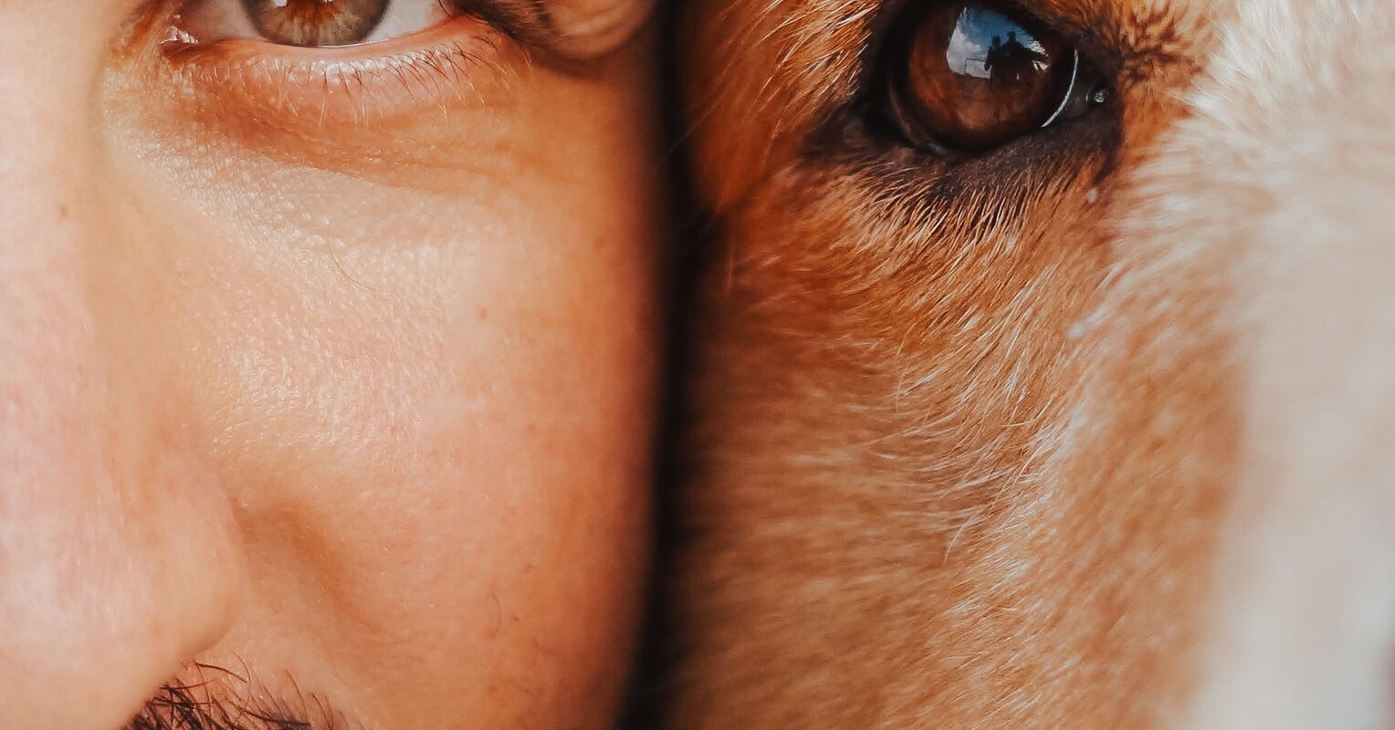 Dogs Process Spoken Words Using Two-Tiered Brain Hierarchy | Psychology ...