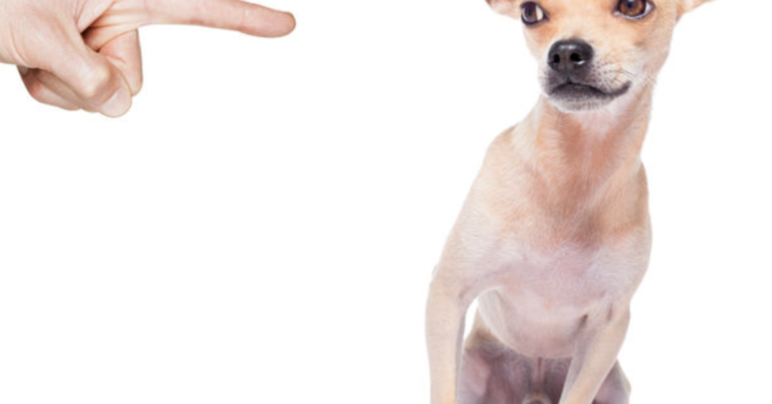 The Problem of Loving Pets With Behavior Issues | Psychology Today UK