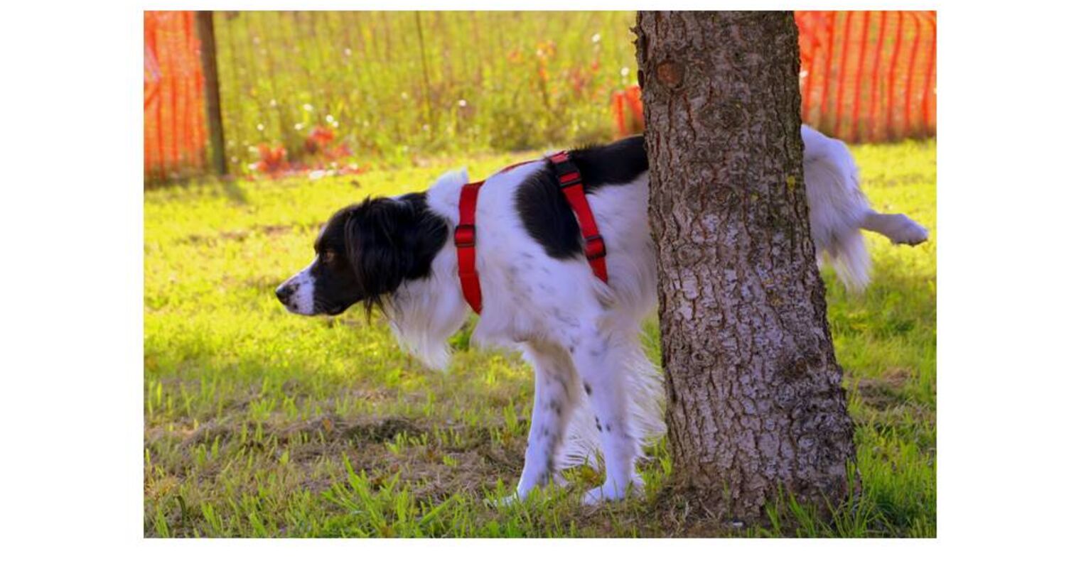 Peemail: Dogs and People Writing Messages in Urine | Psychology Today ...