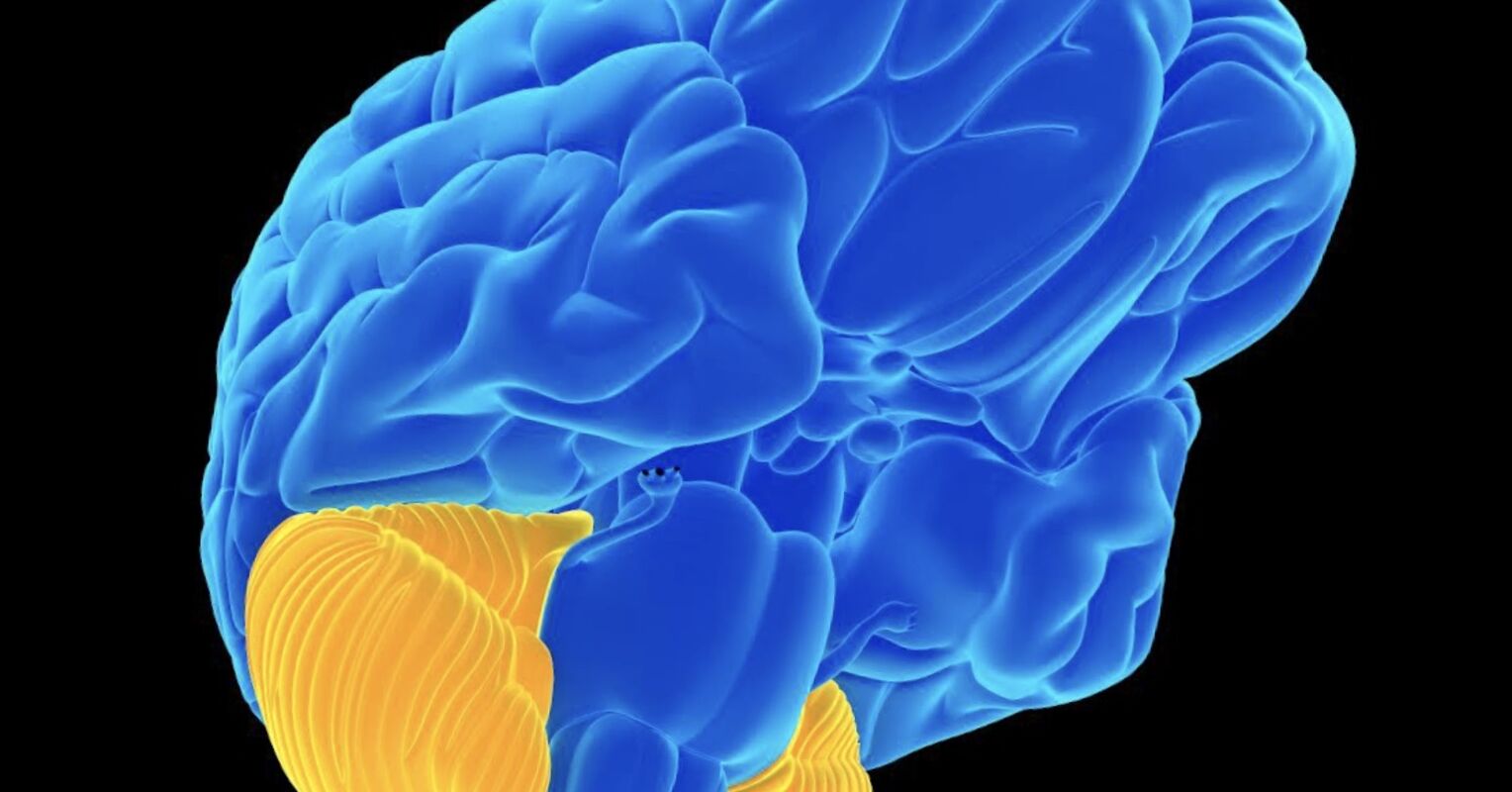 Our Evolutionarily Expanded “Little Brain” Makes Us Unique | Psychology ...