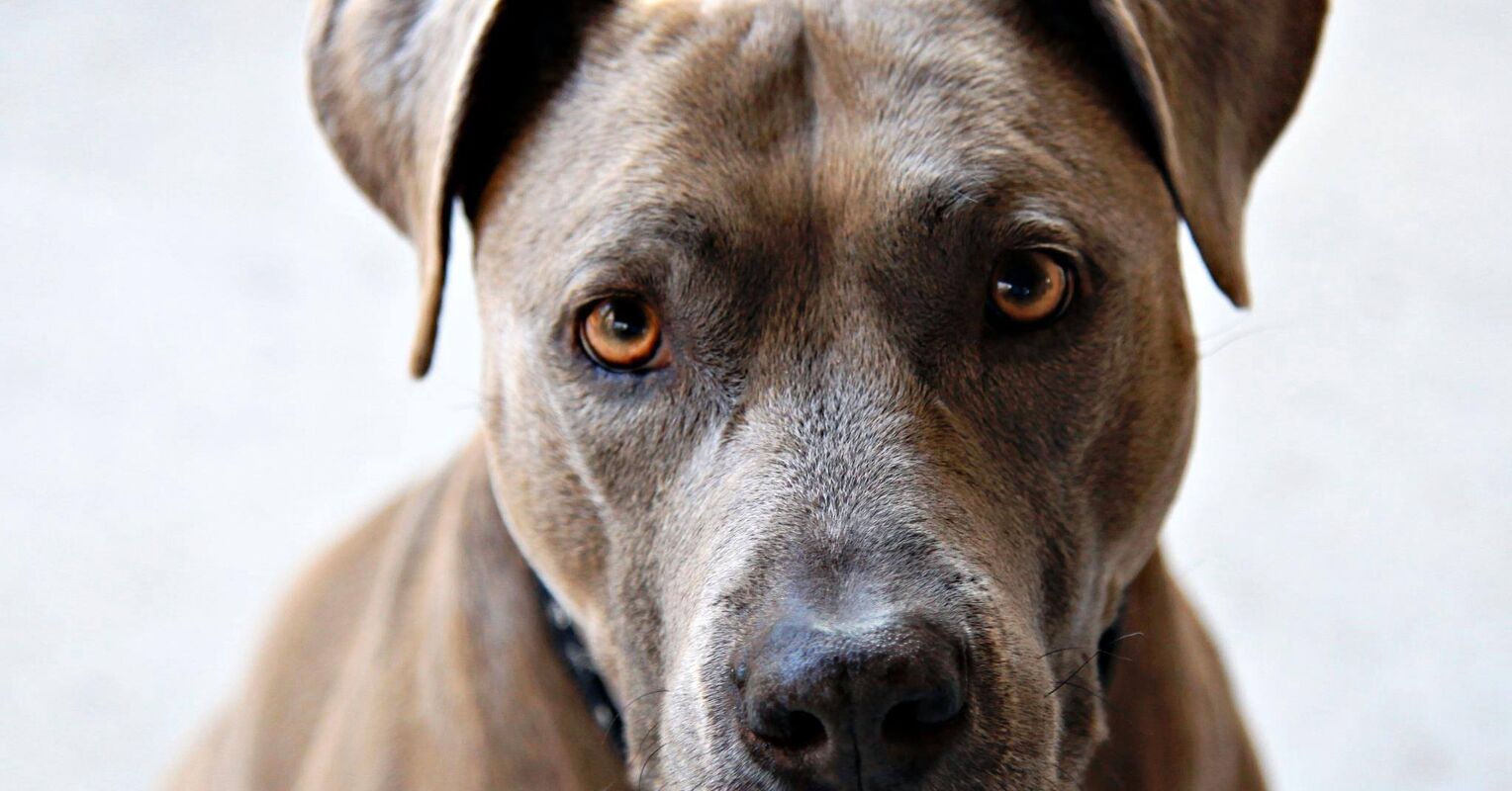 The Mindfulness of a Dog | Psychology Today