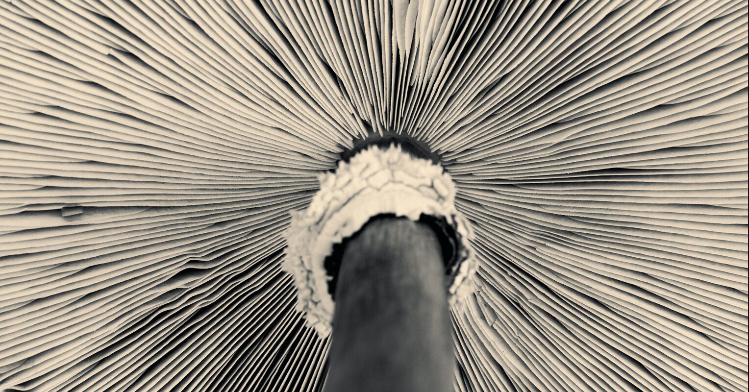 The Emerging Revival of Psychedelics in Neuroscience | Psychology Today