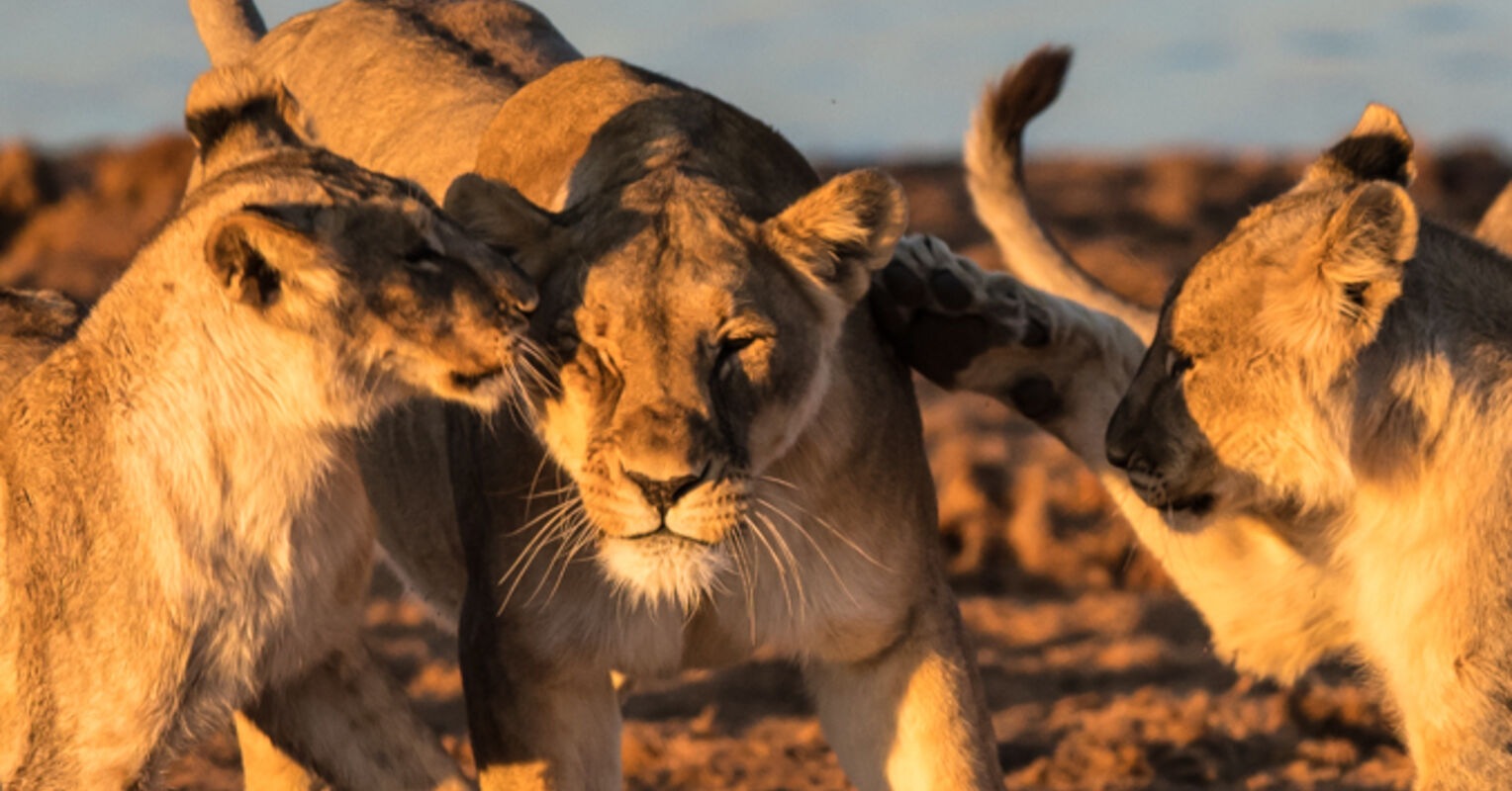 Wild Rituals: Why We Need to Play, Greet, Court, and Hug | Psychology Today