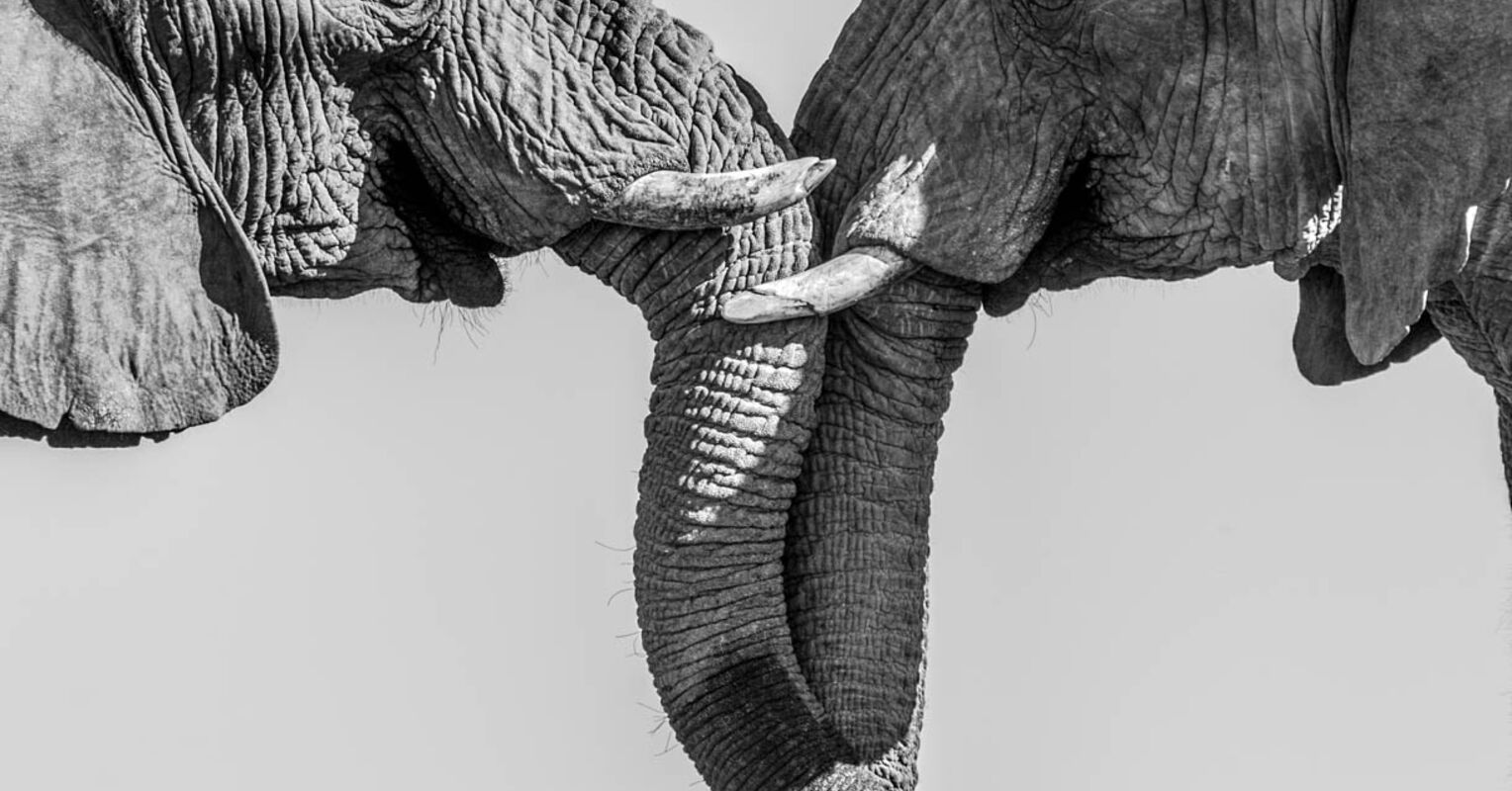 What men can learn about mentorship from elephants | Psychology Today