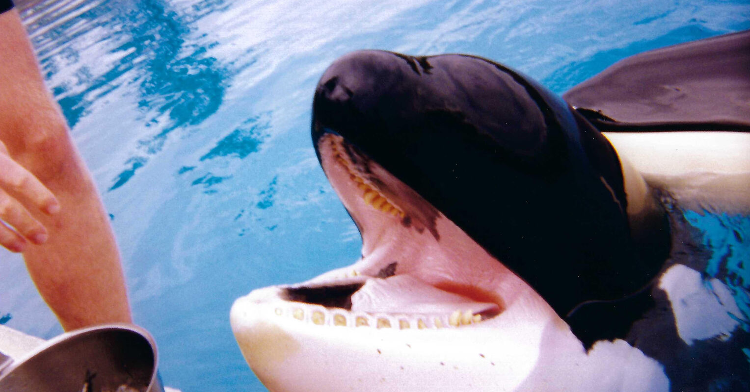 "Orcapedia:" Victims of the International Killer Whale Trade ...
