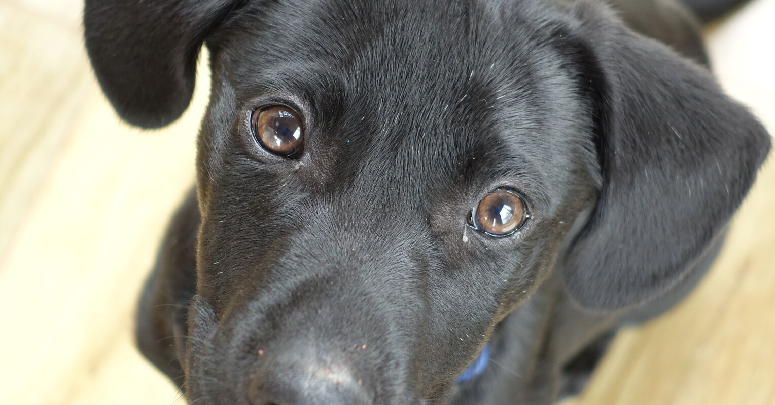 Do Animals Feel Empathy? | Psychology Today Australia