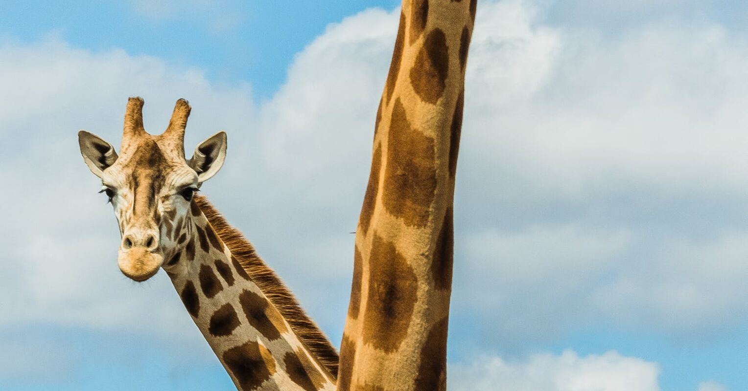 Female Giraffes with Friends Survive Better than Loners | Psychology Today