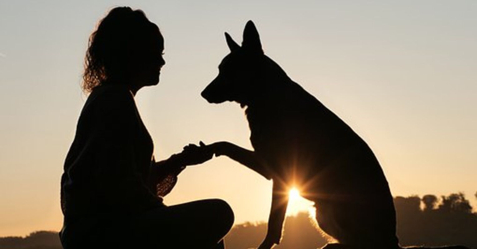 Easy Ways to Assess the Psychology of Dog and Human Desires ...