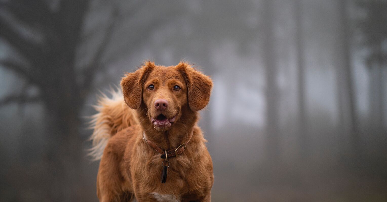 Dog-Human Relationships From the Dog's Point of View | Psychology Today