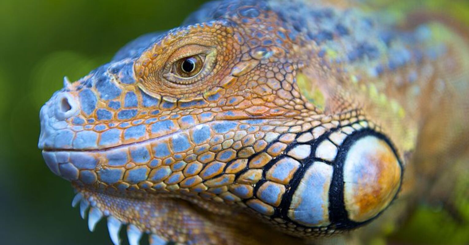 Please Keep Your Emotional Support Iguana Off My Couch | Psychology Today