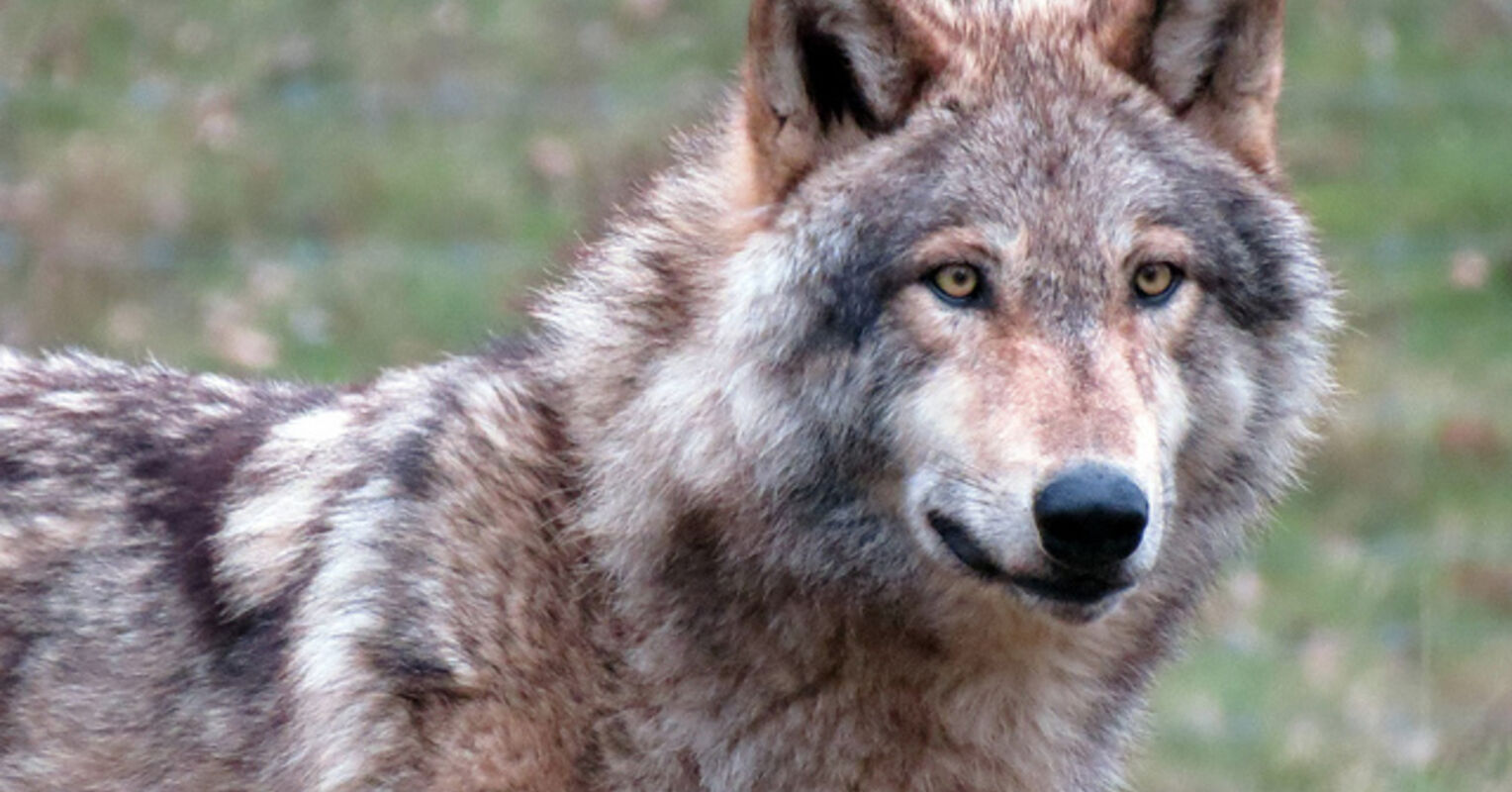 How Much Wolf Is in Your Dog's Behavior? | Psychology Today New Zealand