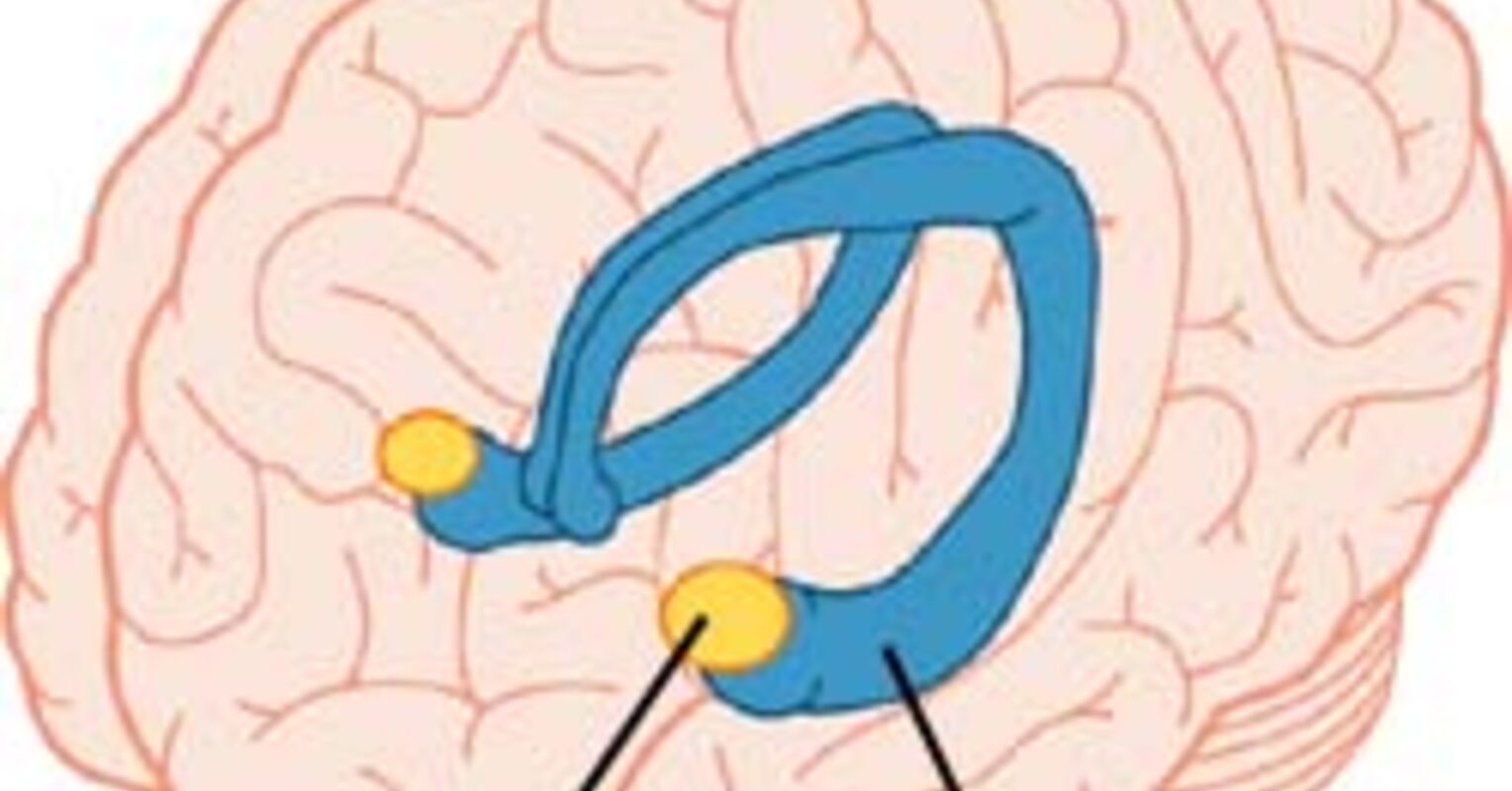 Personality and the Brain, Part 3 | Psychology Today