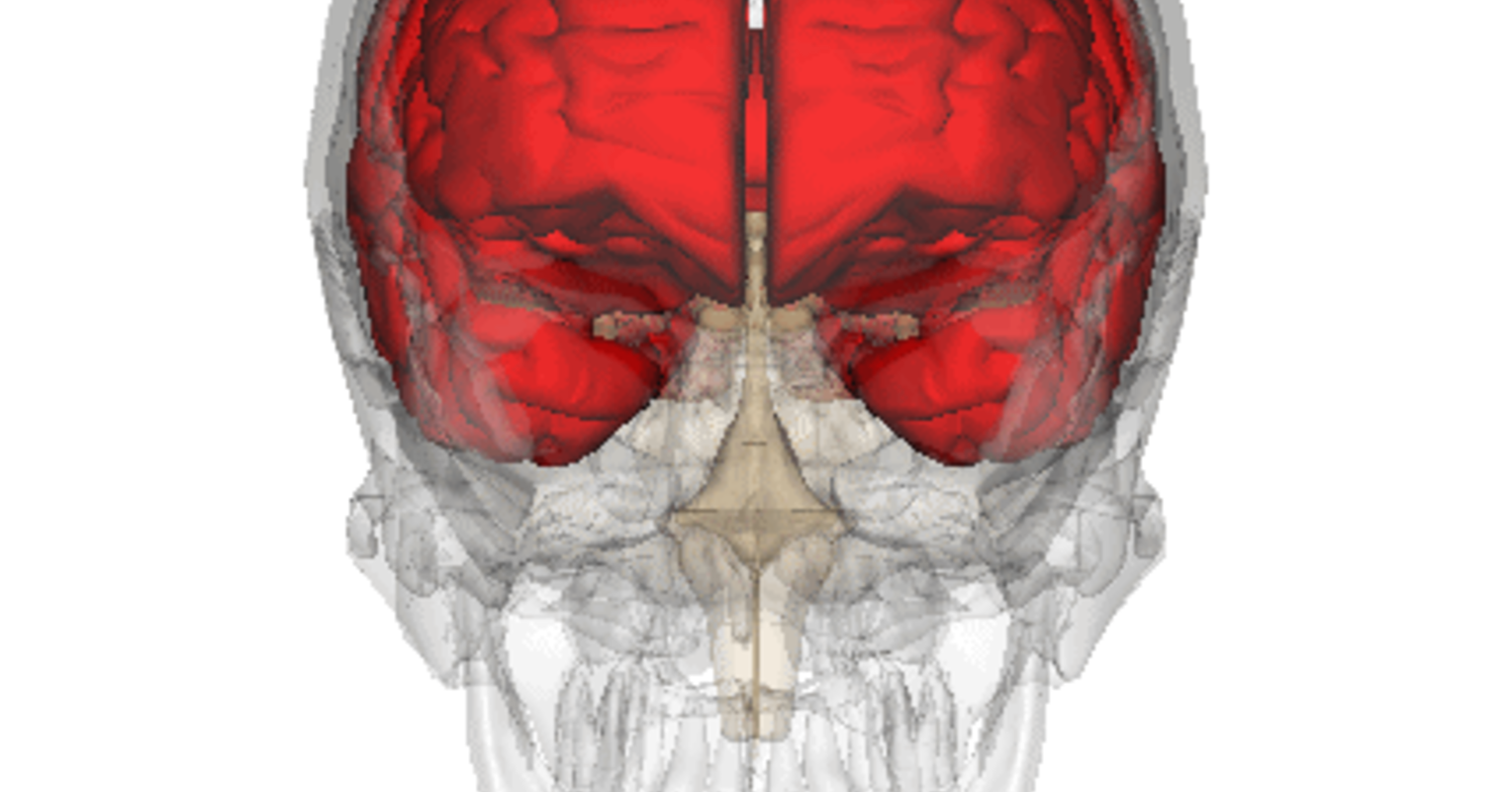 How Does Brain Symmetry Influence the Workings of Your Mind ...
