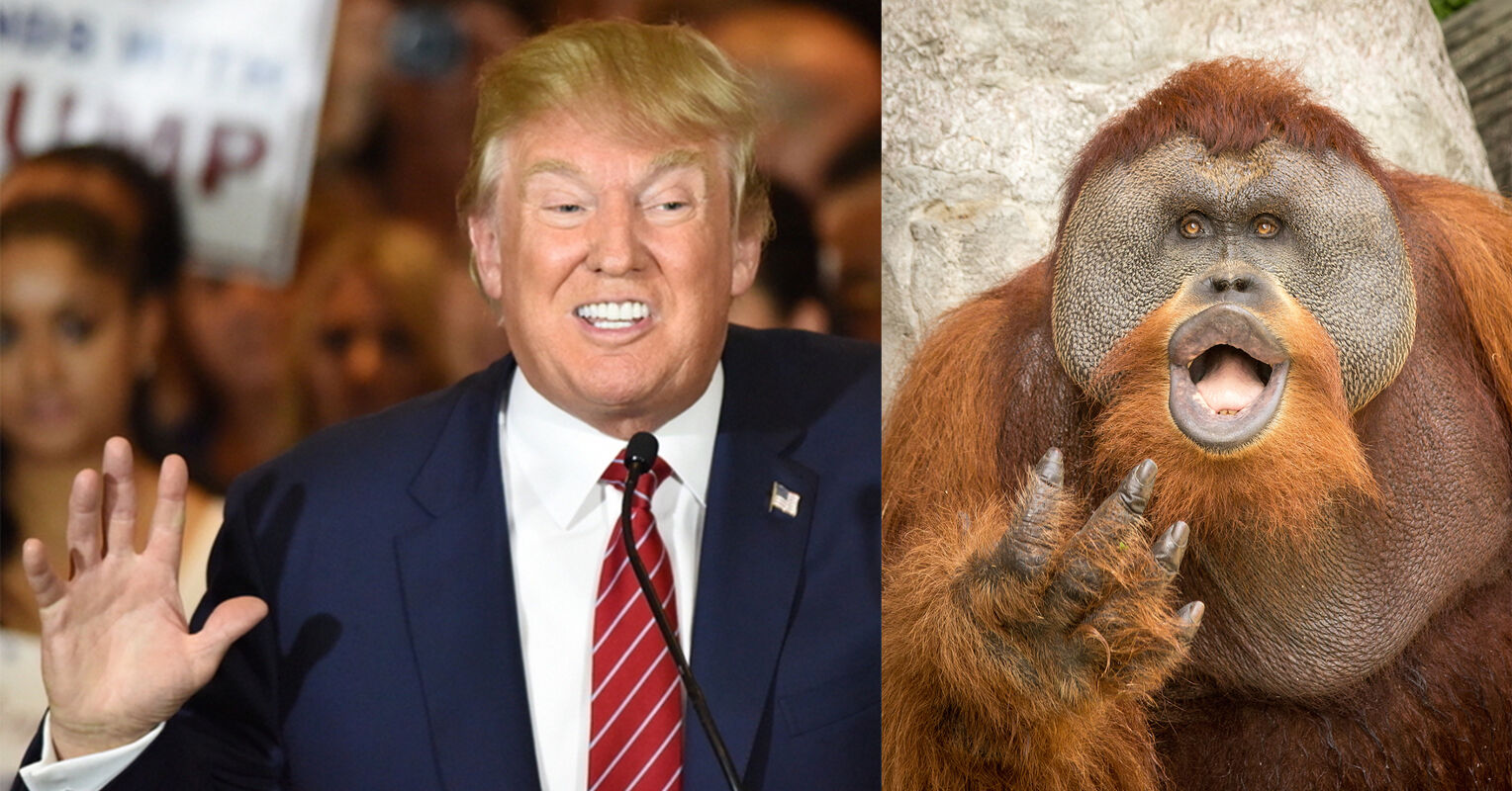 Why Trump?: Donald the Dominant Male Ape | Psychology Today