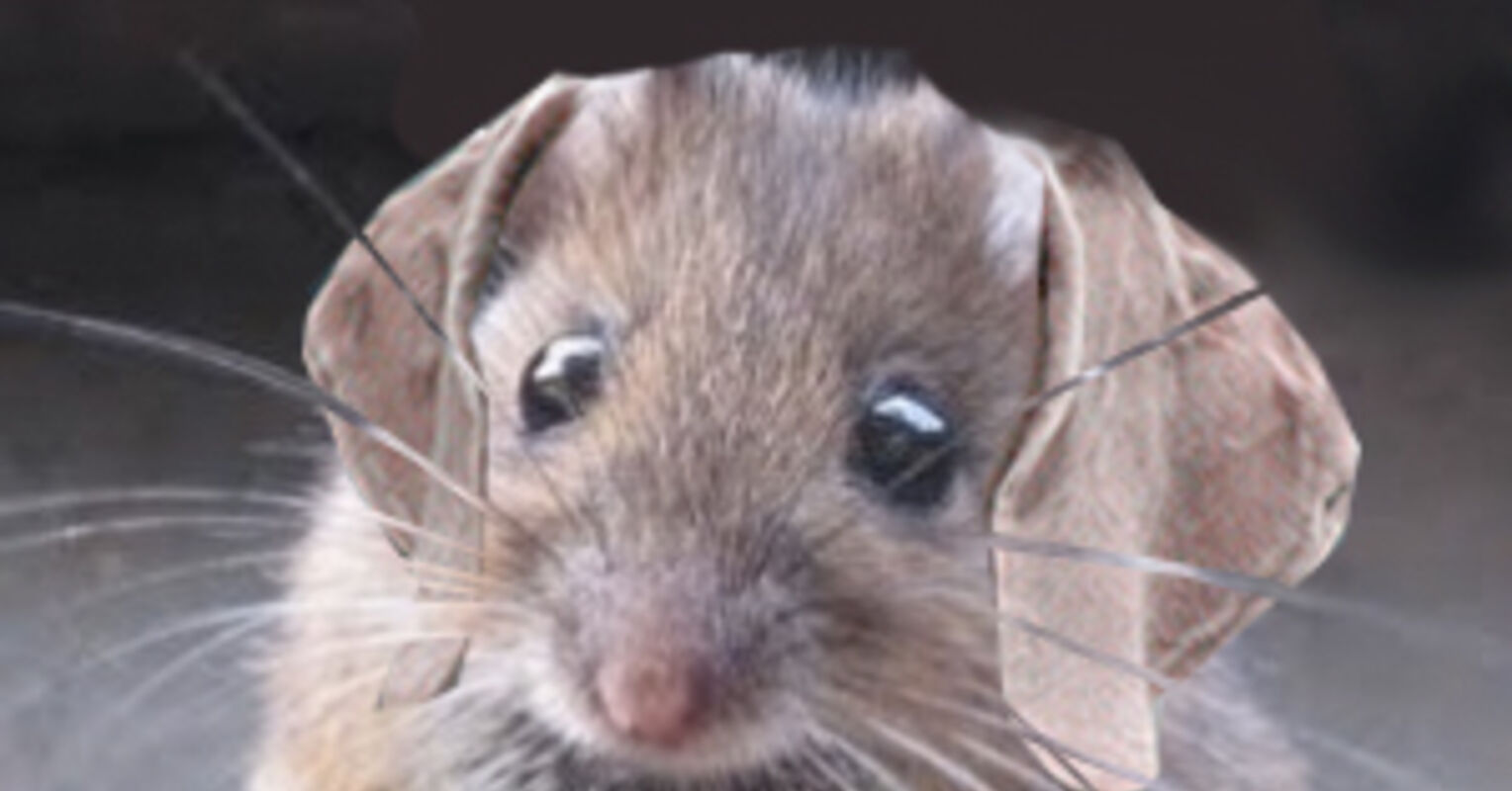 Rats! | Psychology Today